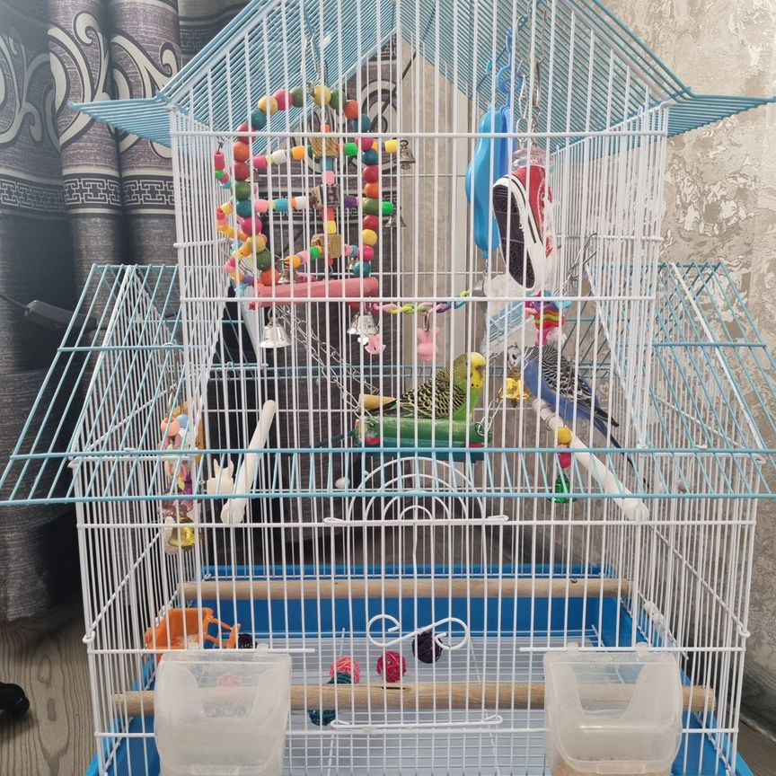 Попугаи с клеткой. Аквариум с рыбками