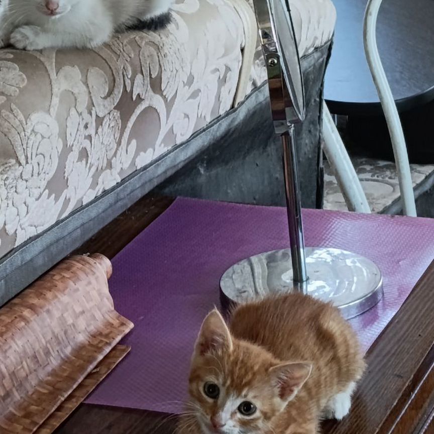 Отдам котят