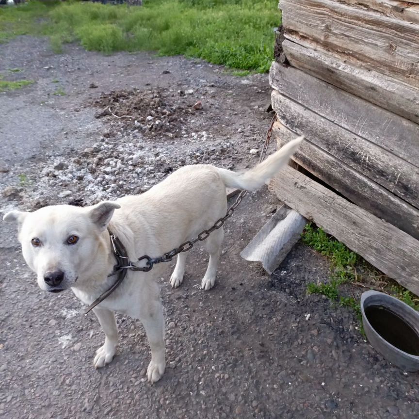 Собака алабай бесплатно