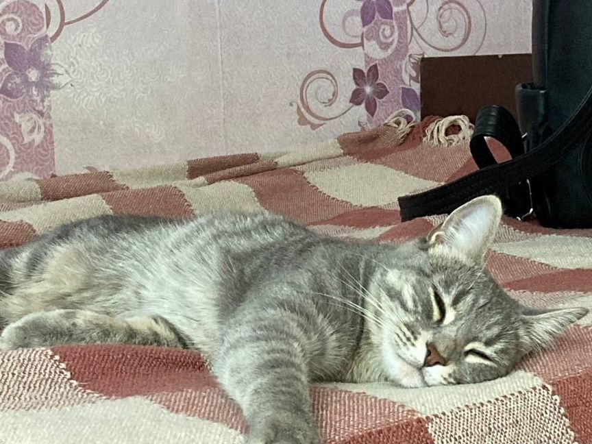 Кошка