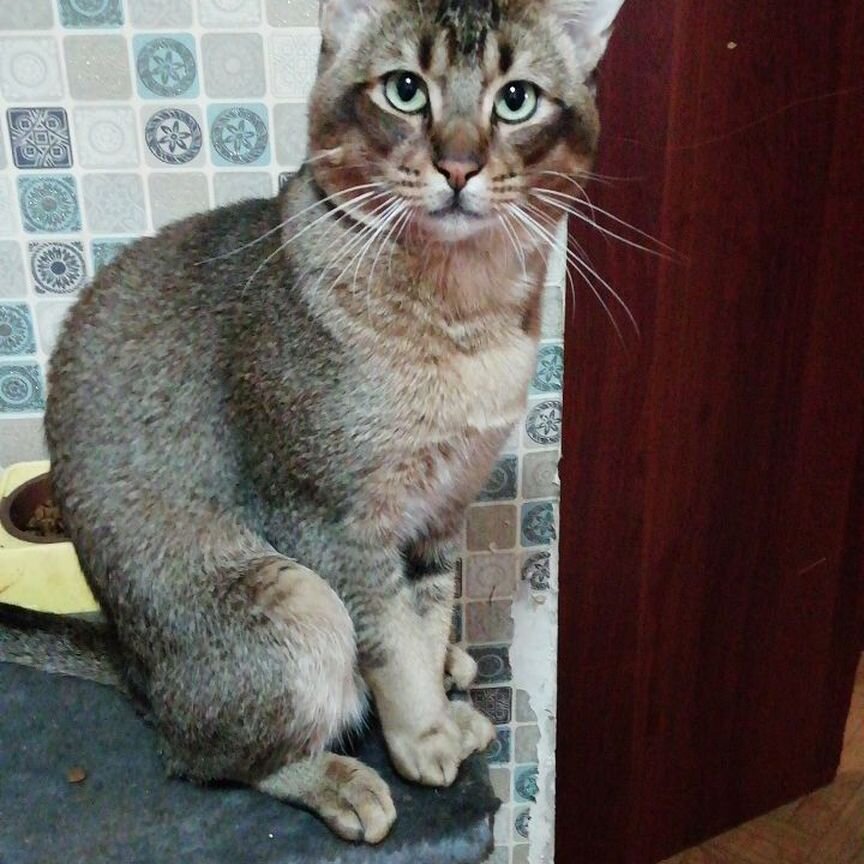 Плодный кот чаузи