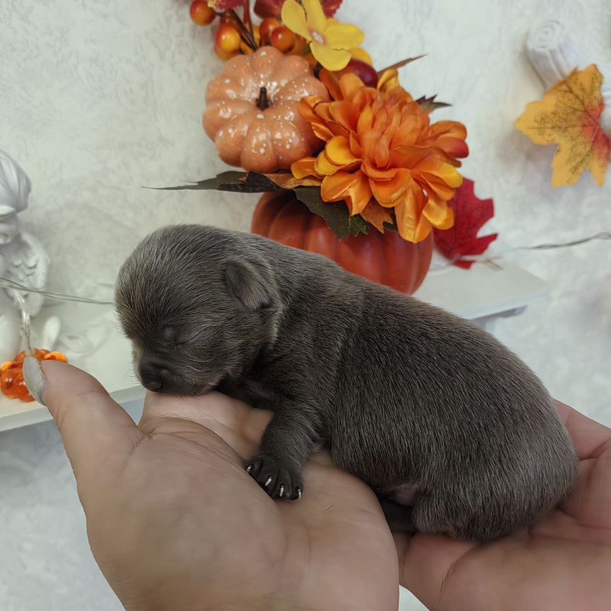 Малыши чихуахуа