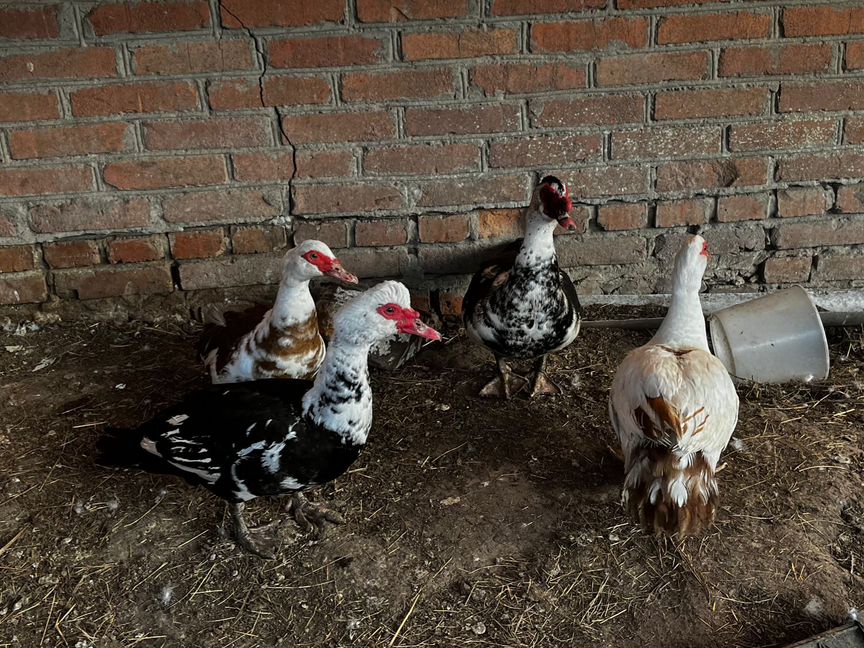 2 индоутки 2 индоутака