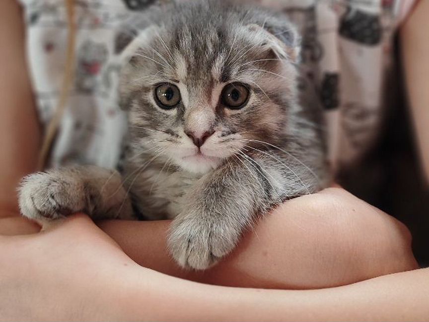 Кошка британка майкун