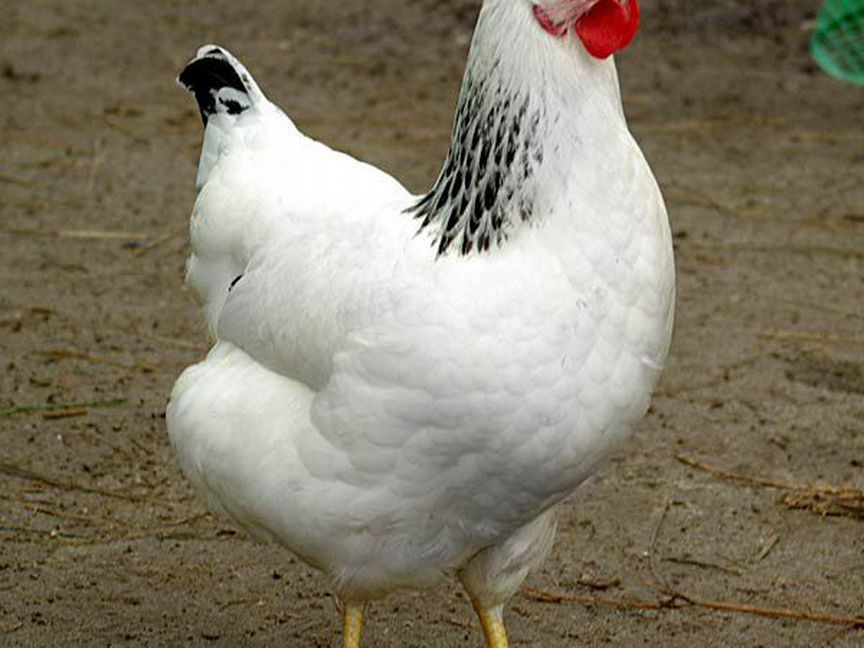 Куры несушки