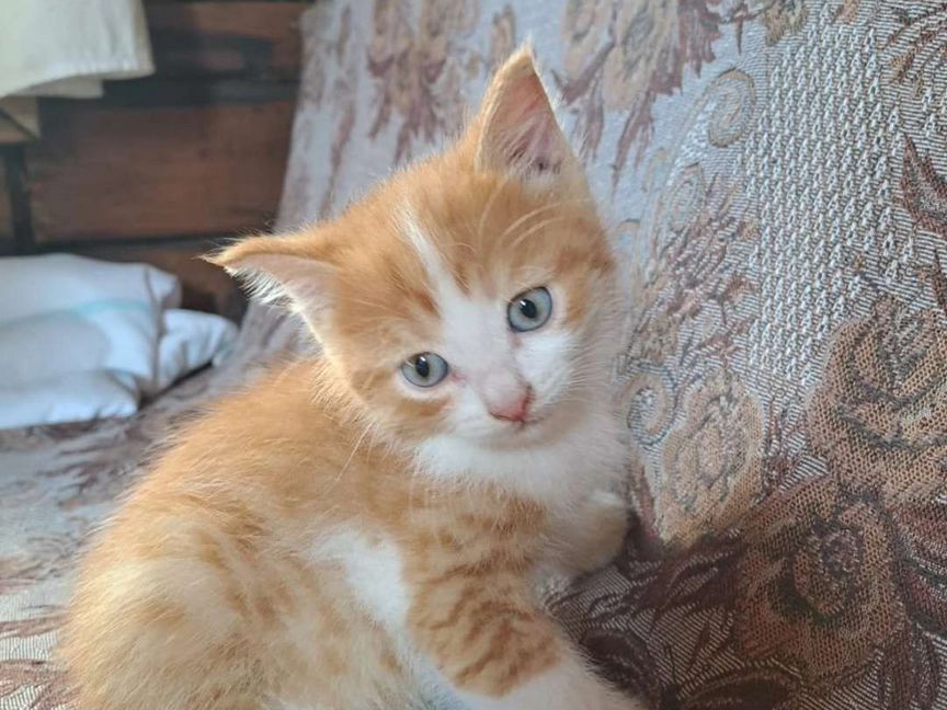 Милый котик