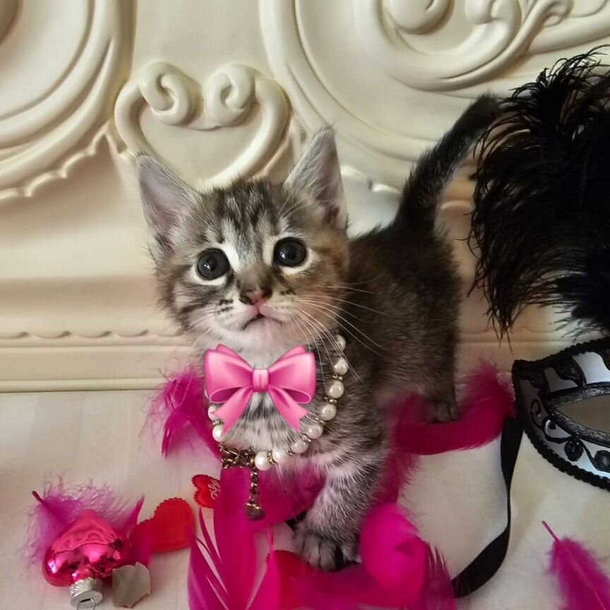 Котенок девочка с острова Валаам