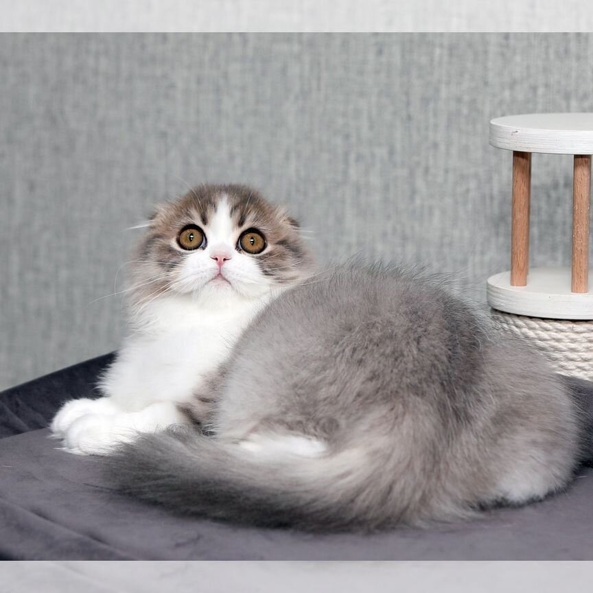 Шотландский вислоухий котенок