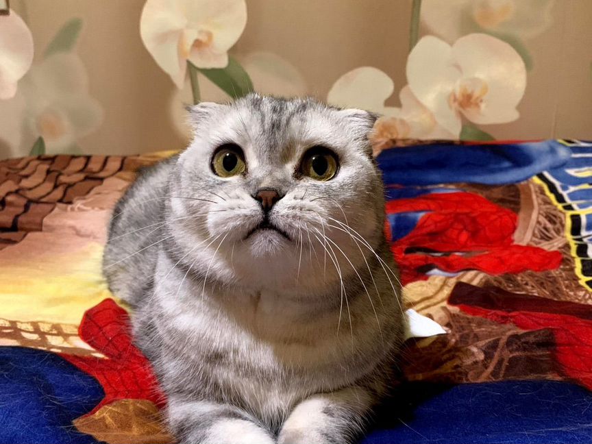 Шотландская кошка