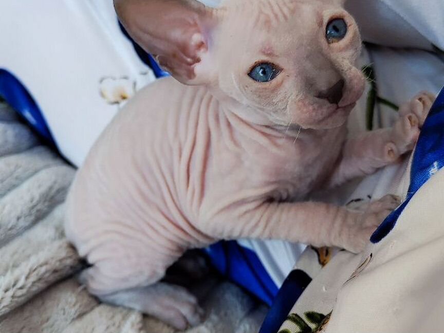 Донской сфинкс котята