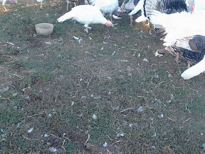 Индюки индюшата