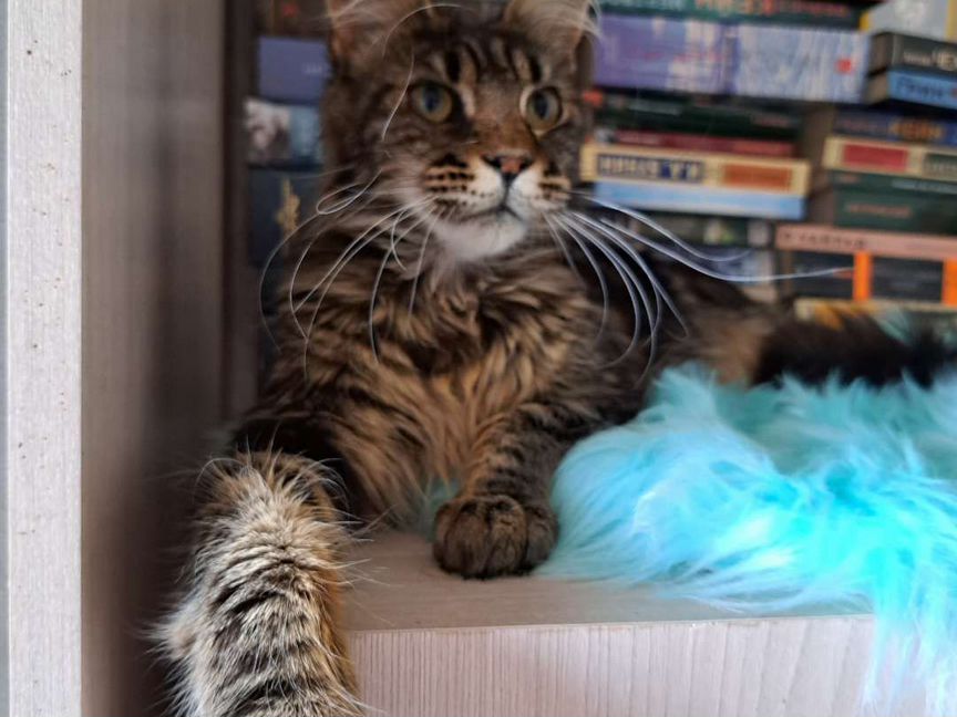 Котята мейн-кун