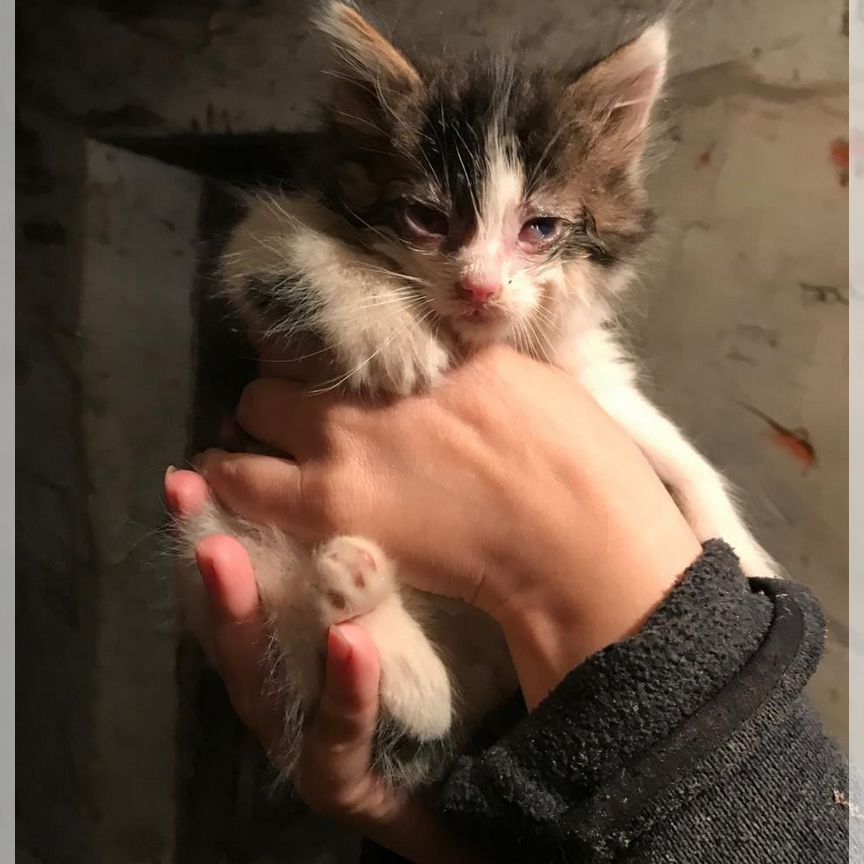 Котята в добрые руки