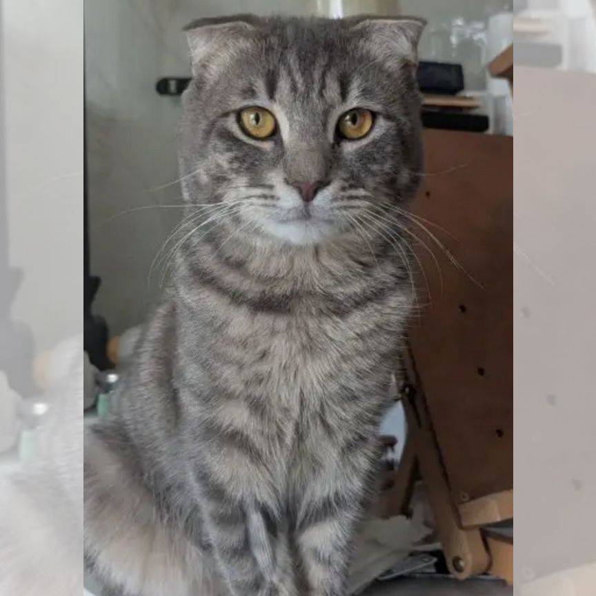 Шотландский вислоухий короткошёрстный, взрослый кот