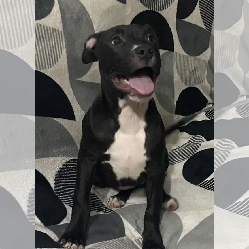 Стаффордширский бультерьер, щенок