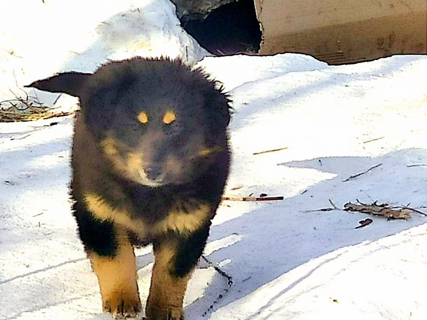 Маленькие щенки мёрзнут на улице