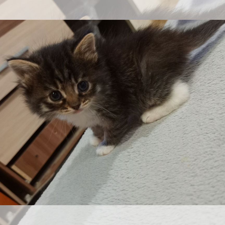 Продам котят