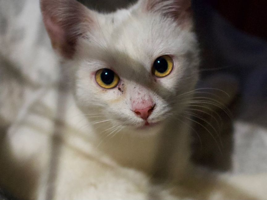 Котик в добрые руки