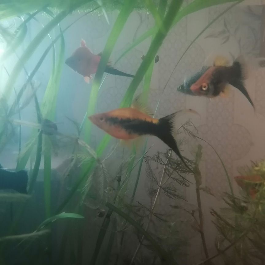 Полуторагодовалые меченосцы