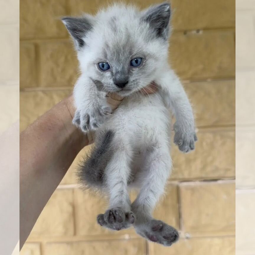 Котёнок в добрые руки