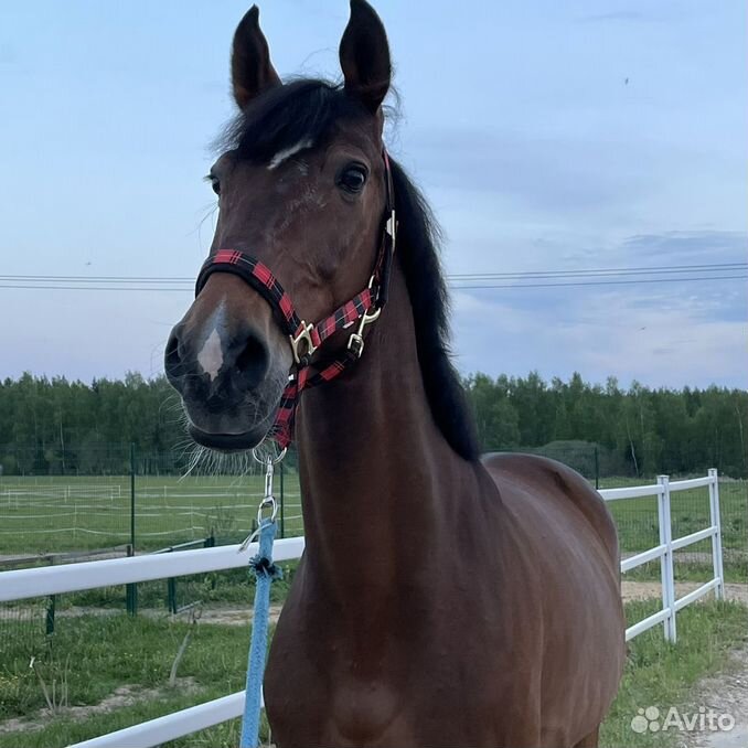 Конкурная лошадь