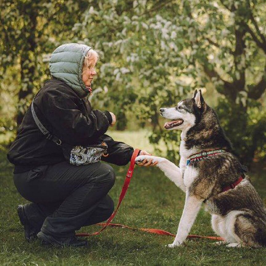Сибирский хаски, взрослый пёс