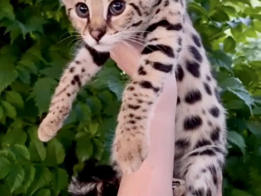 Саванна ф1 девочка