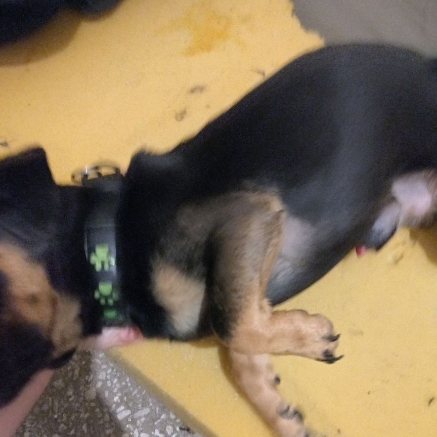 Такса, взрослый пёс