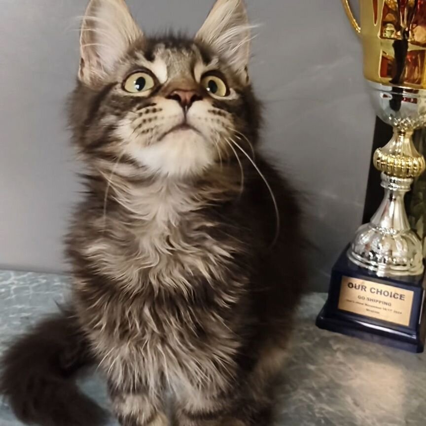 Котёнок Мейн-Кун из питомника Мальчик