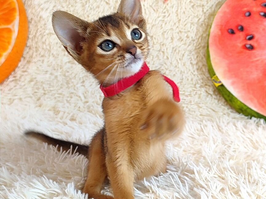 Абиссинские котята окрас дикий голубой и соррель