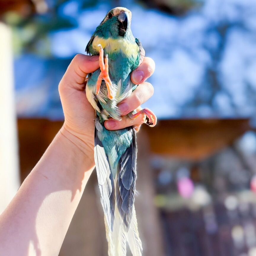 Какарики Ручные Малыши Мальчики Девочки Доставка