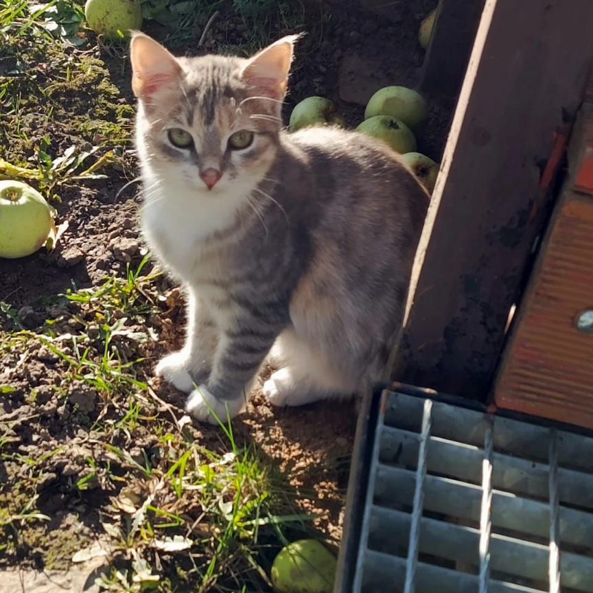 Котенок 5 мес. ищет дом