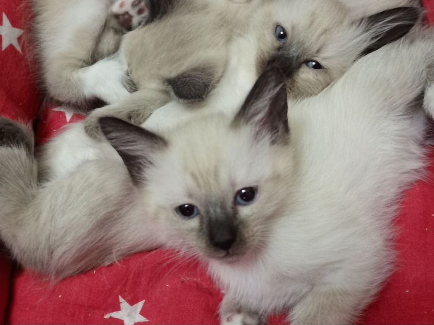 Кошка
