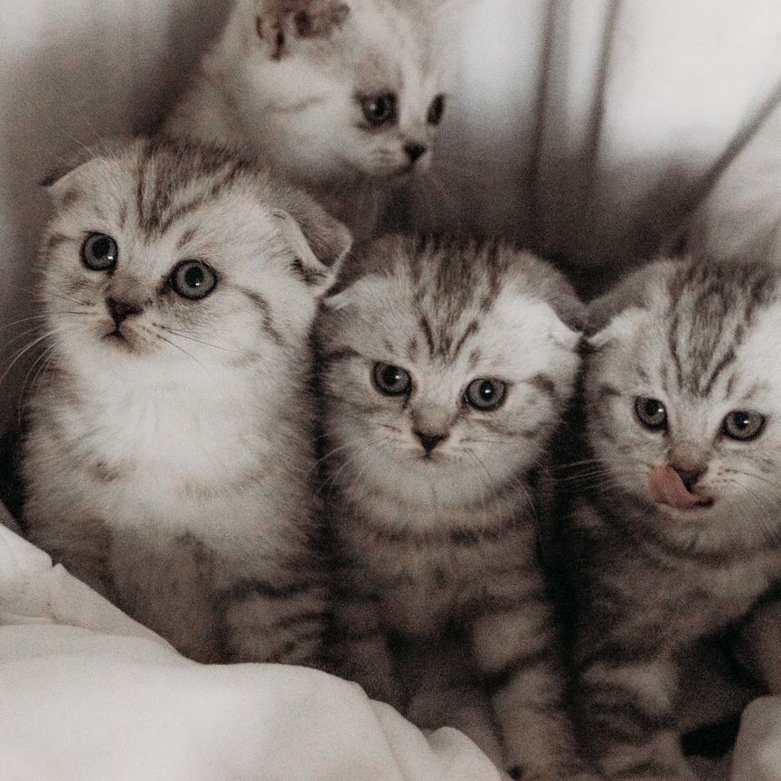 Британские вислоухие котята