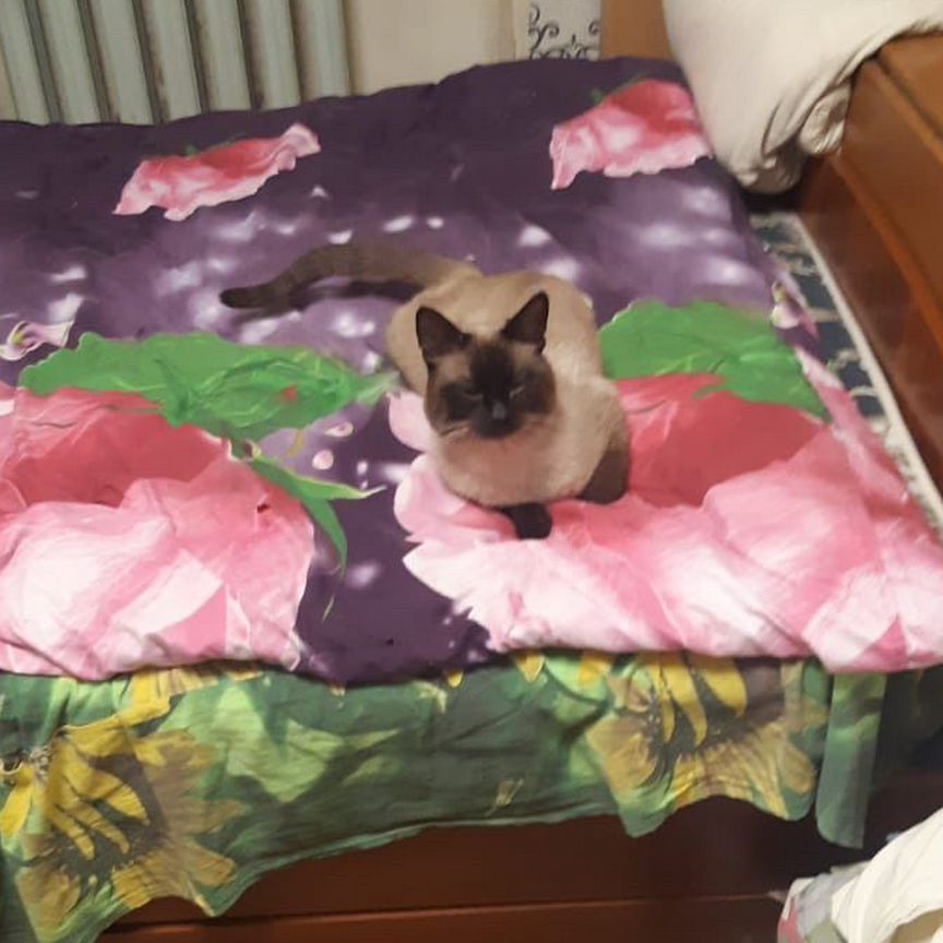 Тайский кот