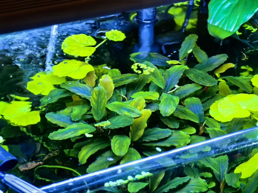 Буцефаландры. Аквариумное растение