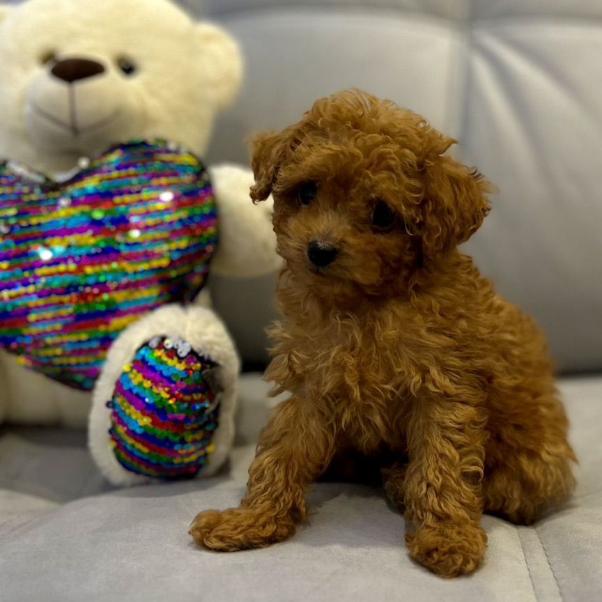 Той-пудель, щенок