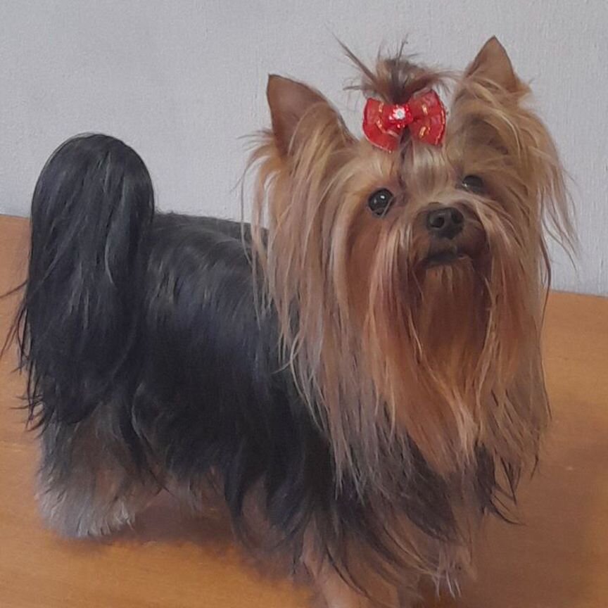 Йоркширский терьер мини. РКФ