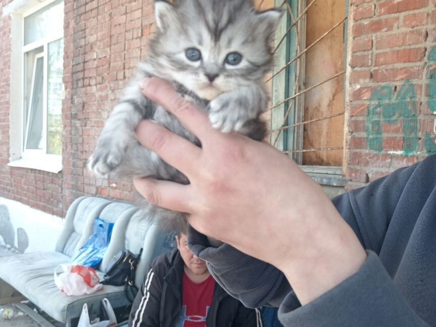 Кошка шотланская