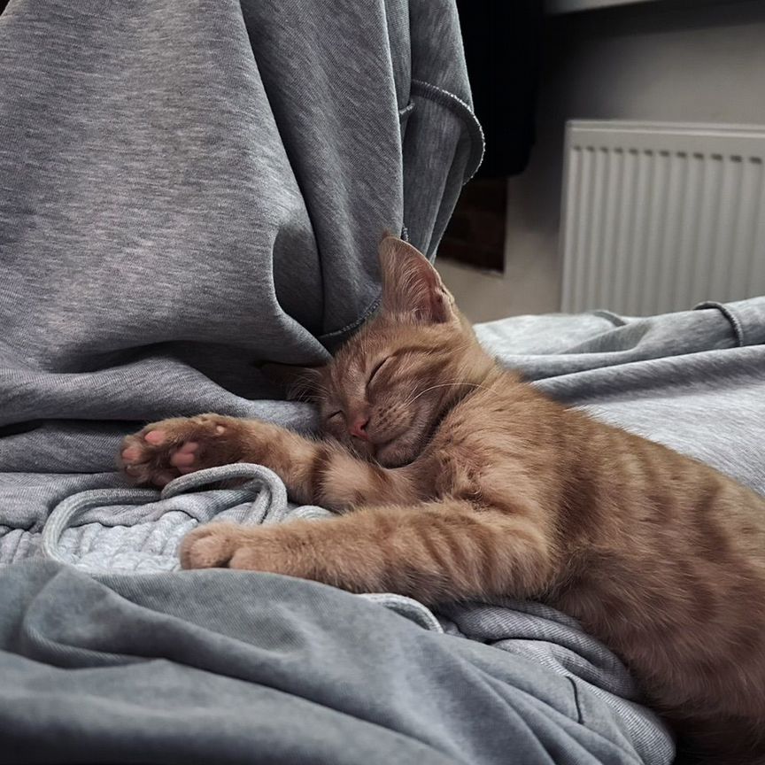 Рыжий котенок