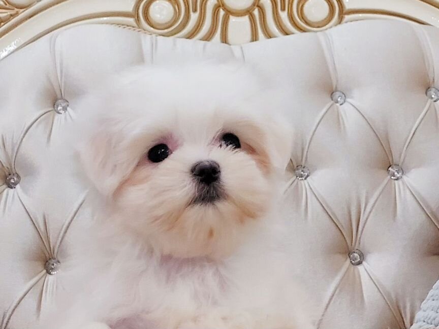 Девочка мини мальтезе