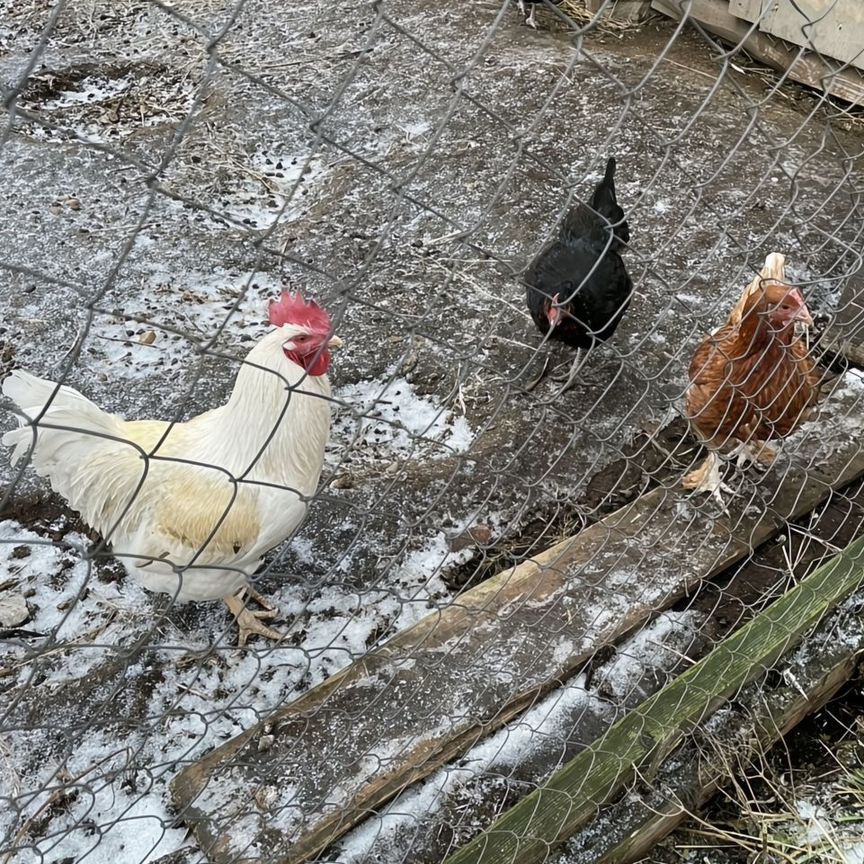 Петух, курицы