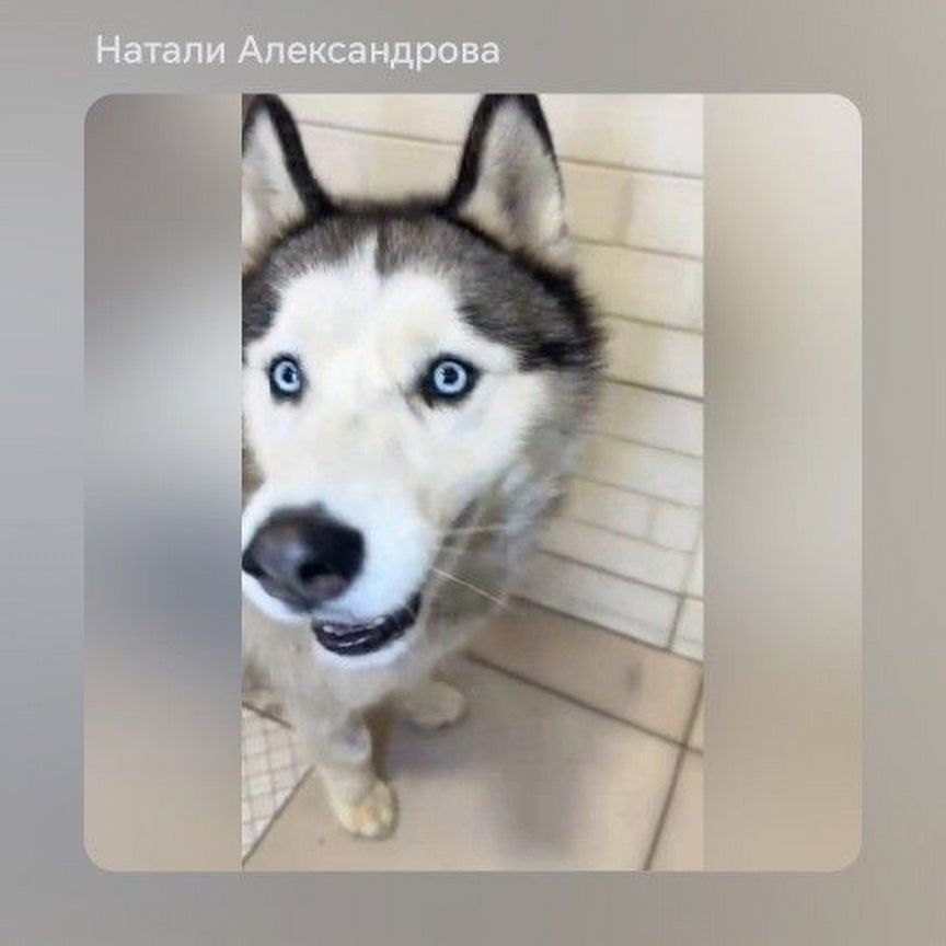 Спокойный, умный, молодой парень в добрые руки