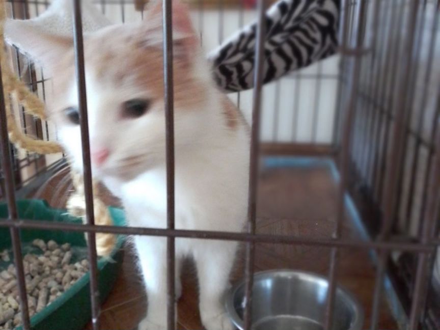 Котик подросток