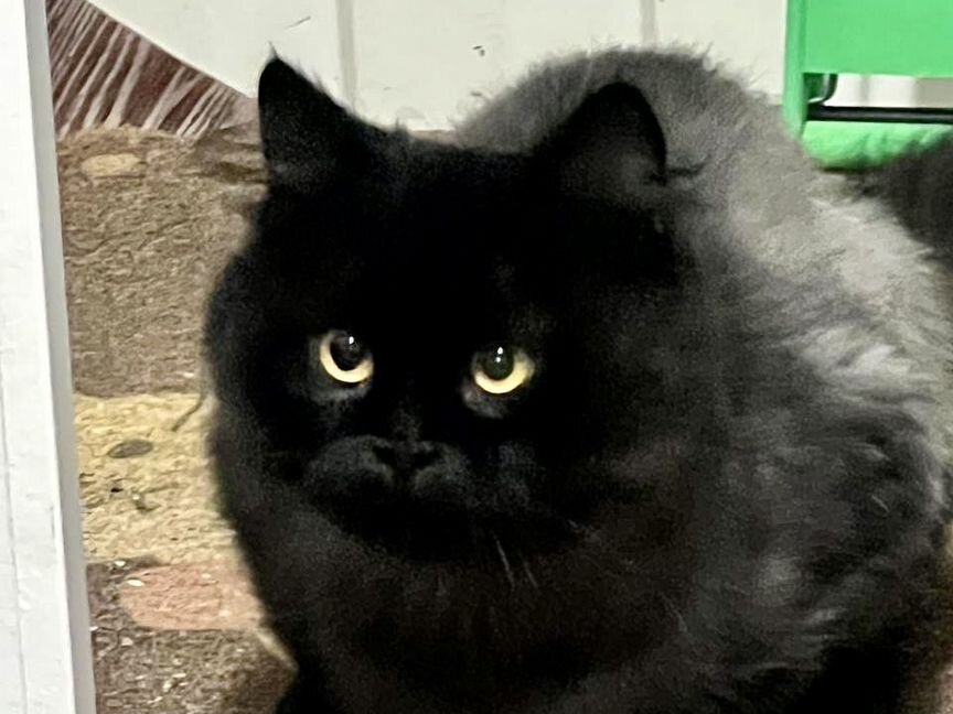 Чье то косенькое счастье котик Бегемотик