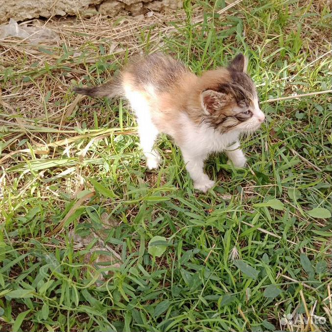 Котенок девочка трехцветная бесплатно