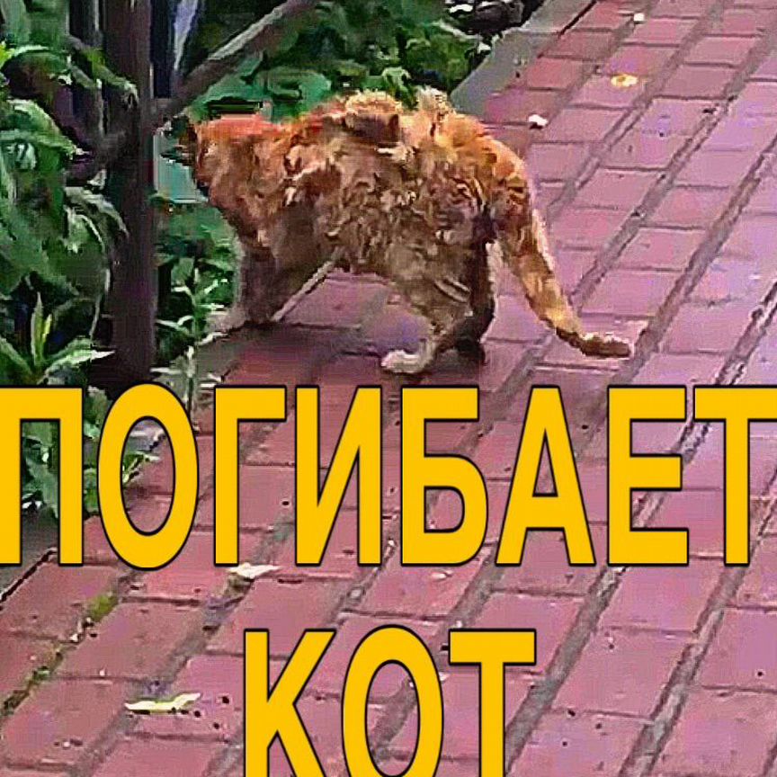 Взрослый кот в добрые руки