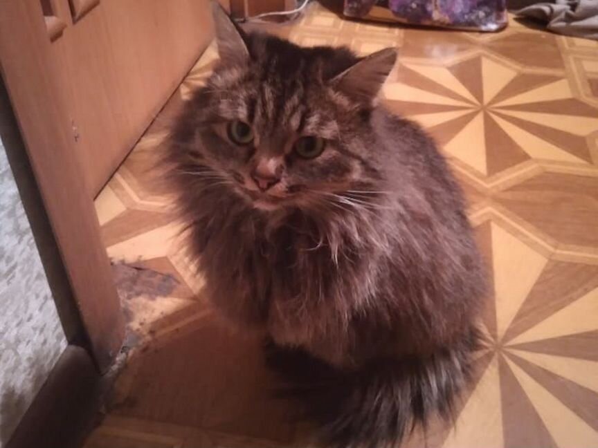 Кошка