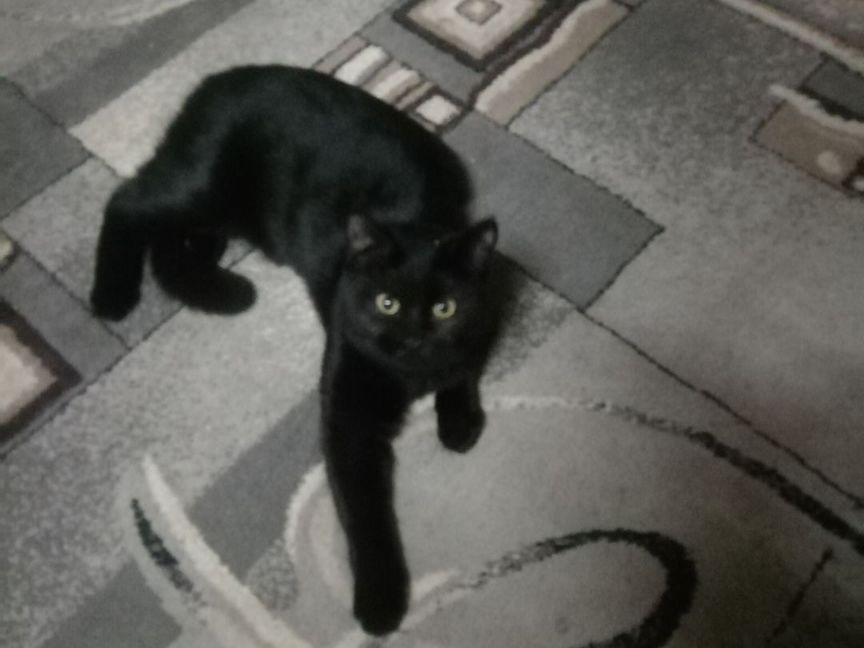 Кошка породы бомбейская