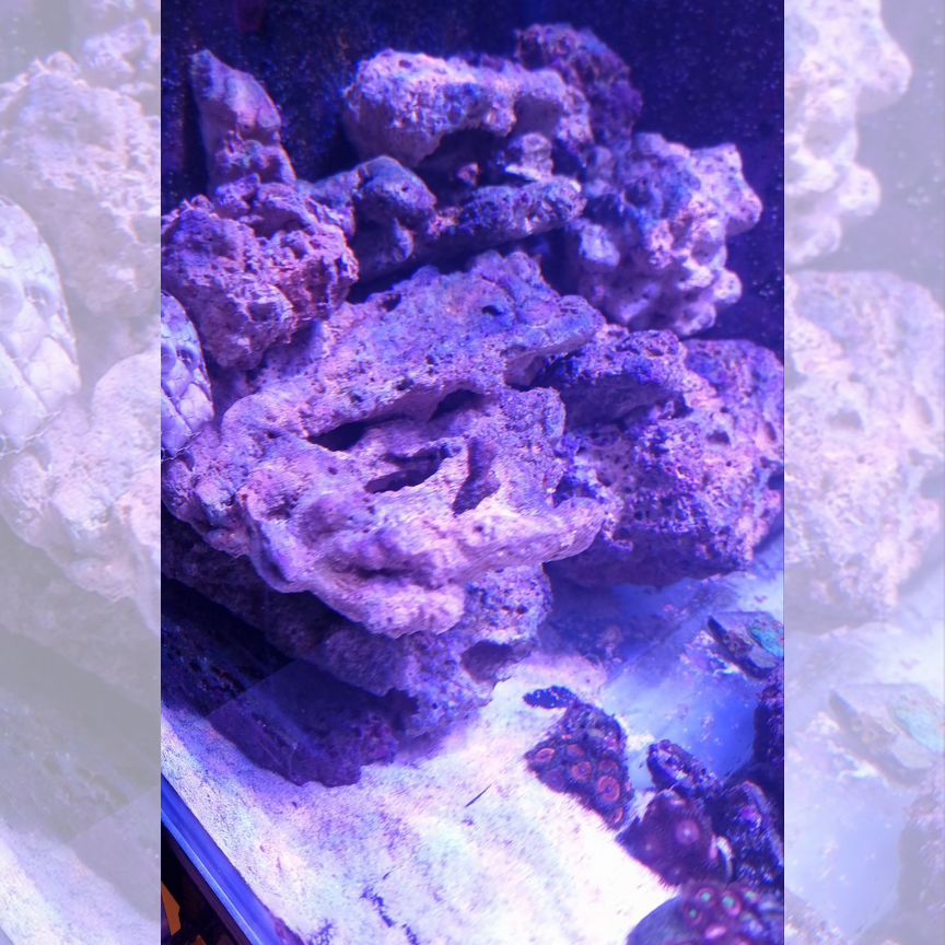 Живые камни в морской аквариум